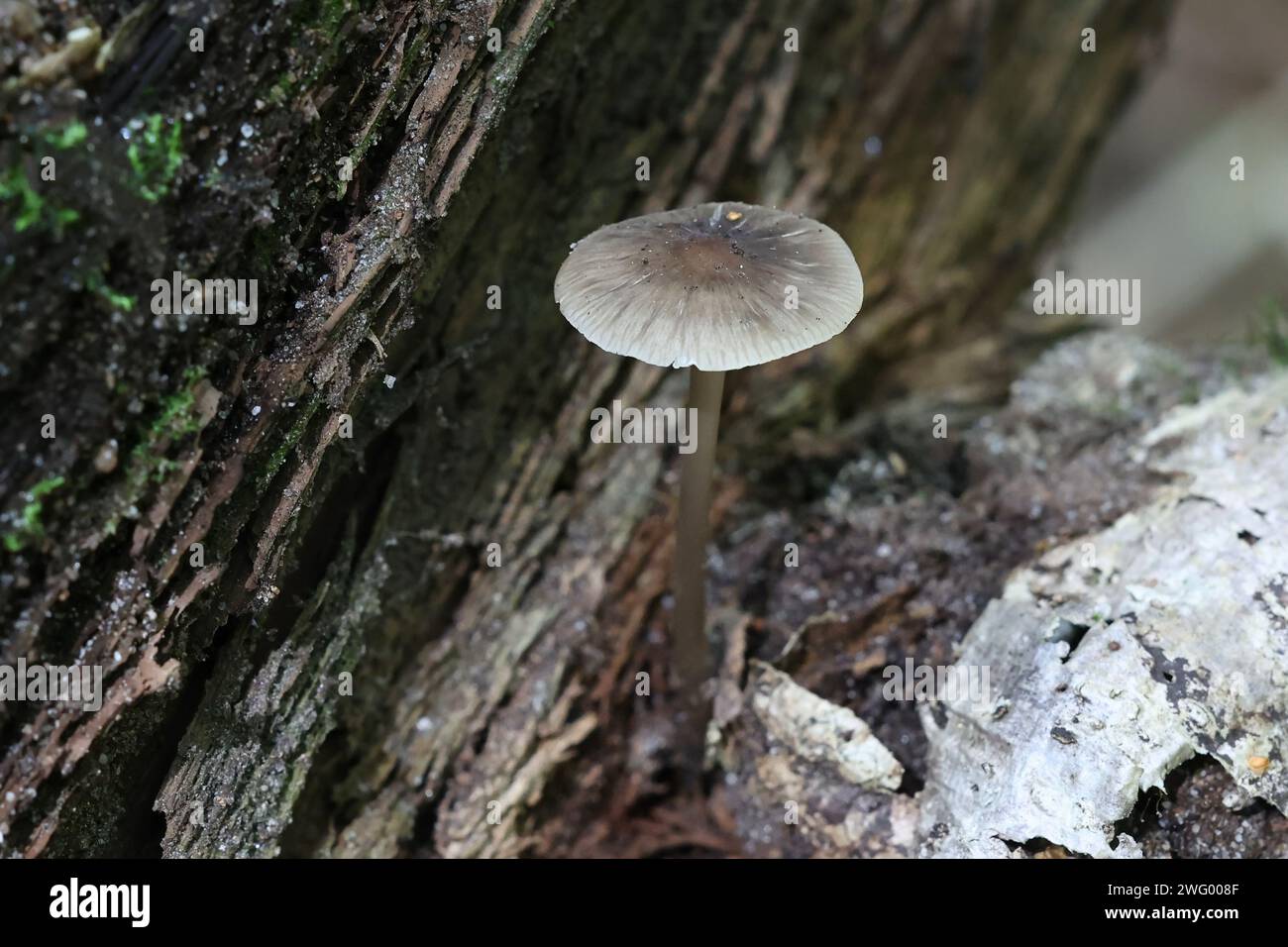 Mycena polygramma, commonly known as the grooved bonnet, wild mushroom ...