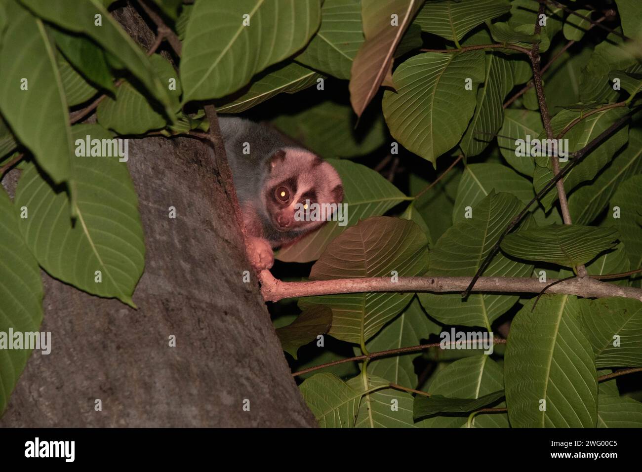 Bengal slow loris hi-res stock photography and images - Alamy