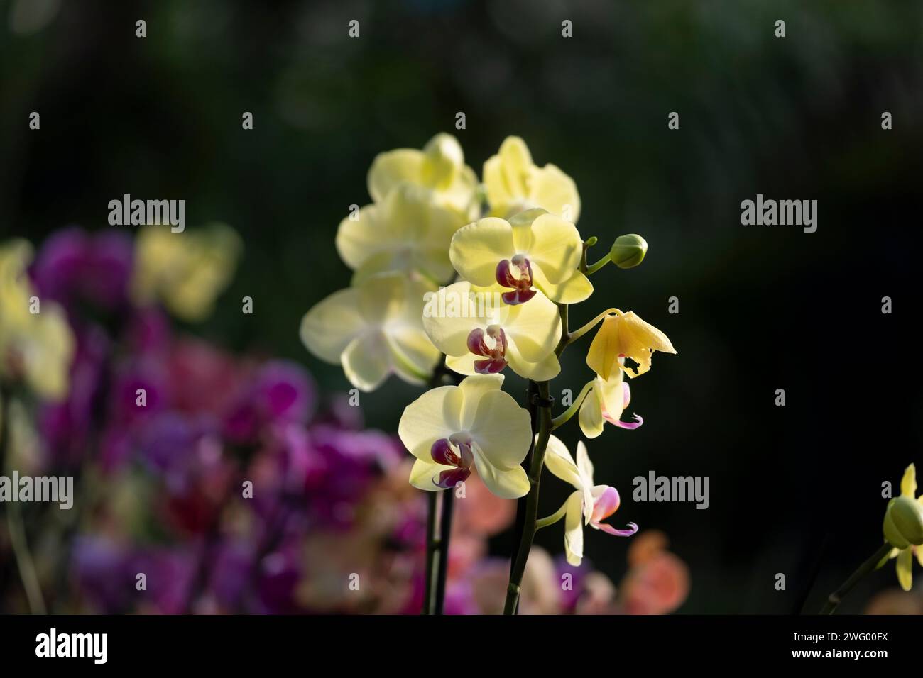 Orchid Festival at Kew Gardens. Vibrant orchid flora from Madagascar ...