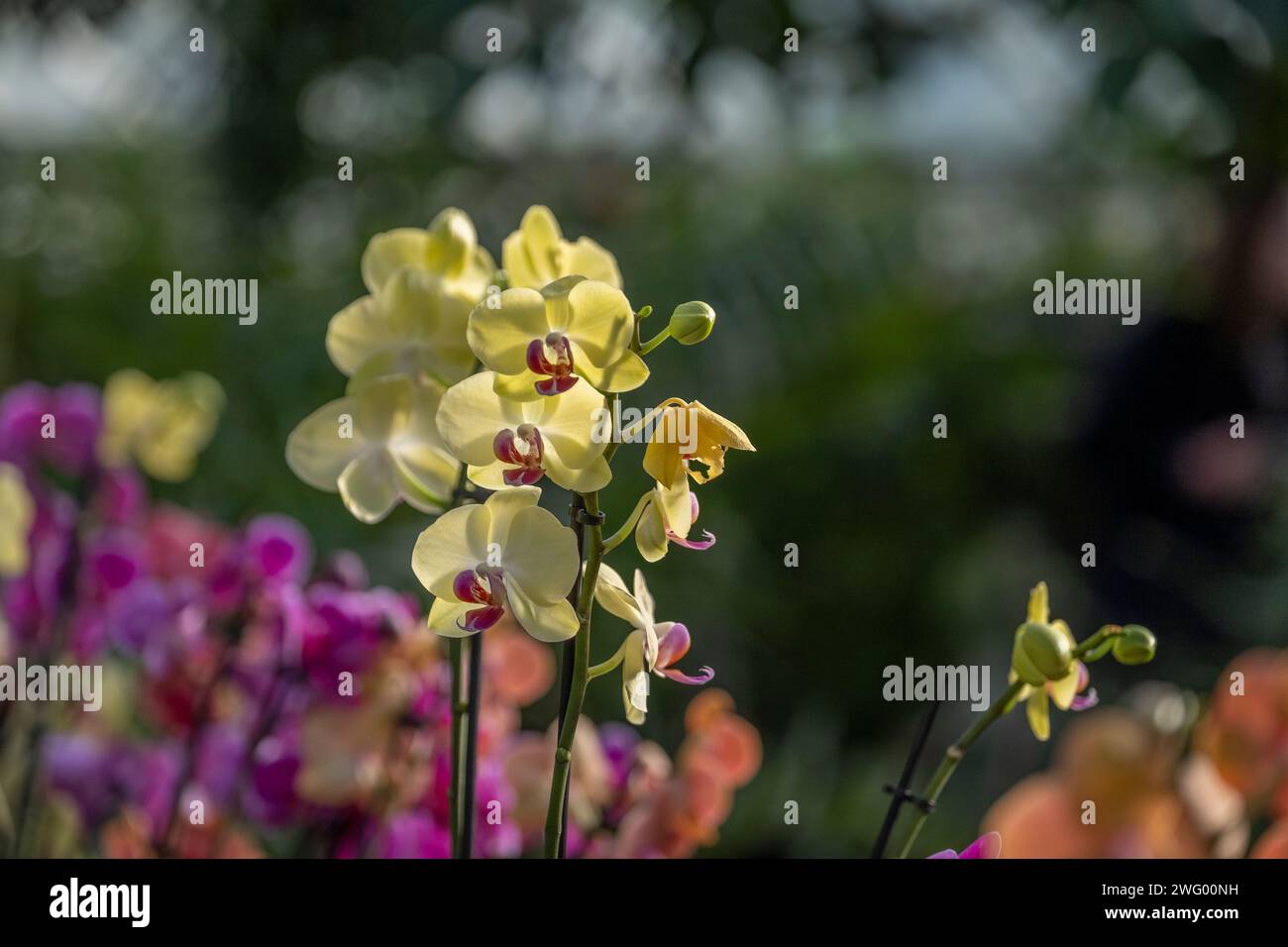 Orchid Festival at Kew Gardens. Vibrant orchid flora from Madagascar ...