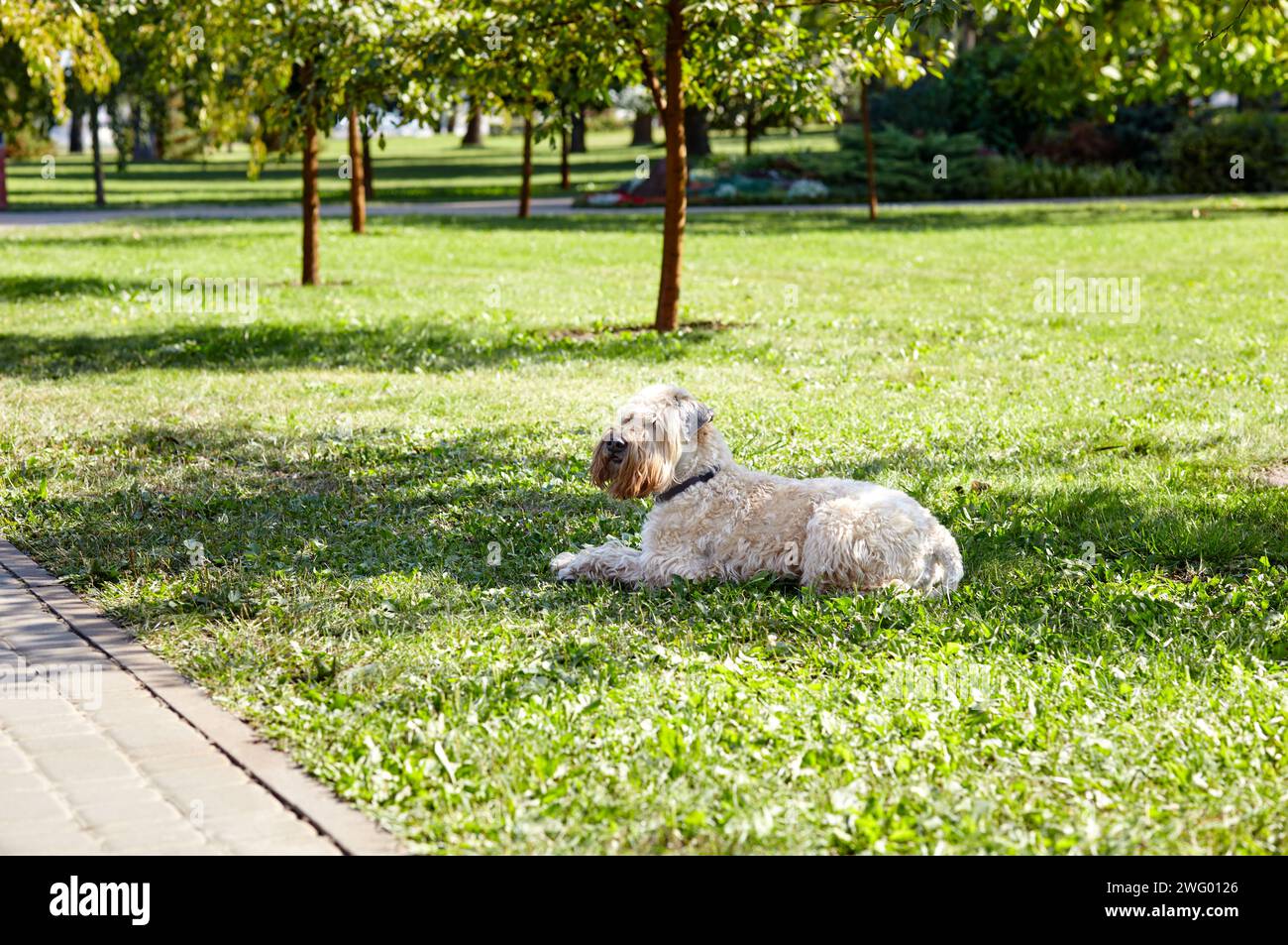 Cute dog sit in summer park. Dog on nature walk Stock Photo - Alamy