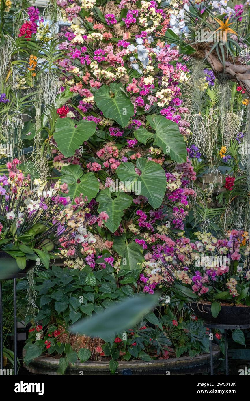 Orchid Festival at Kew Gardens. Vibrant orchid flora from Madagascar ...