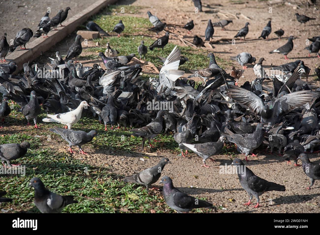 flock of wilds pigeon loitering around the vicinity of the city public ...