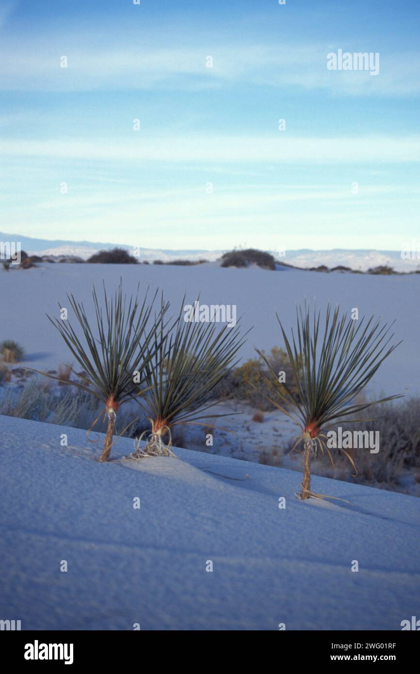 soaptree yucca, Yucca elata, plants on the desert dunes in White Sands ...