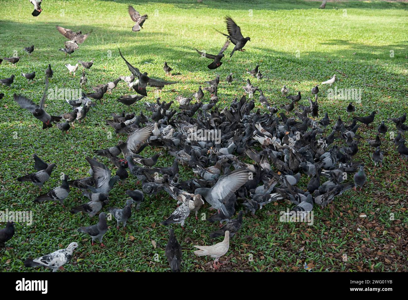flock of wilds pigeon loitering around the vicinity of the city public ...