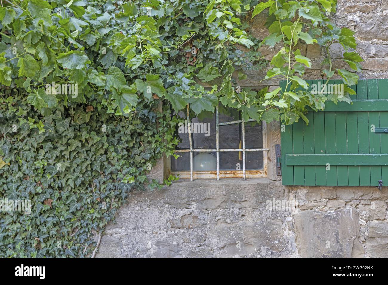 View of a half overgrown window with green shutters in an antique stone ...