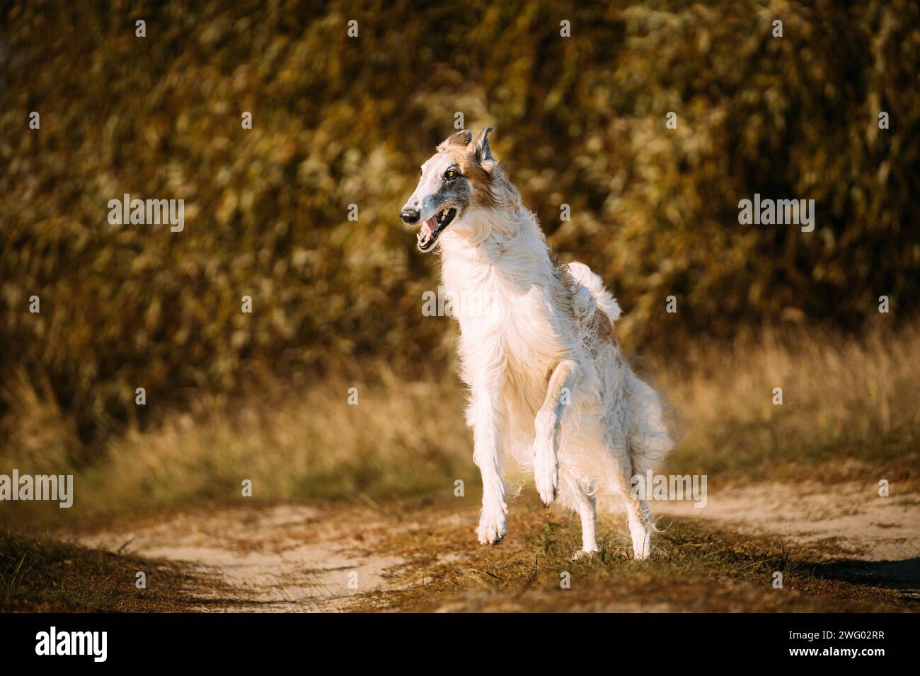 Russian Dog, Borzoi Dog Playfully Jumping On Walk. Fast Russian Hunting ...
