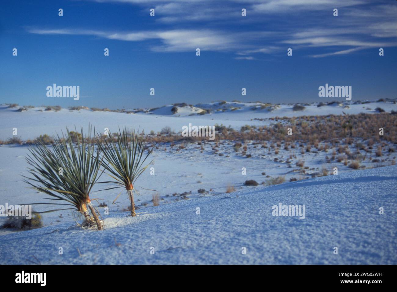 soaptree yucca, Yucca elata, plants on the desert dunes in White Sands ...