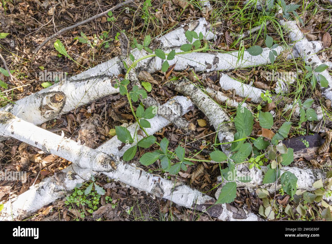 Deforestation vertical hi-res stock photography and images - Alamy