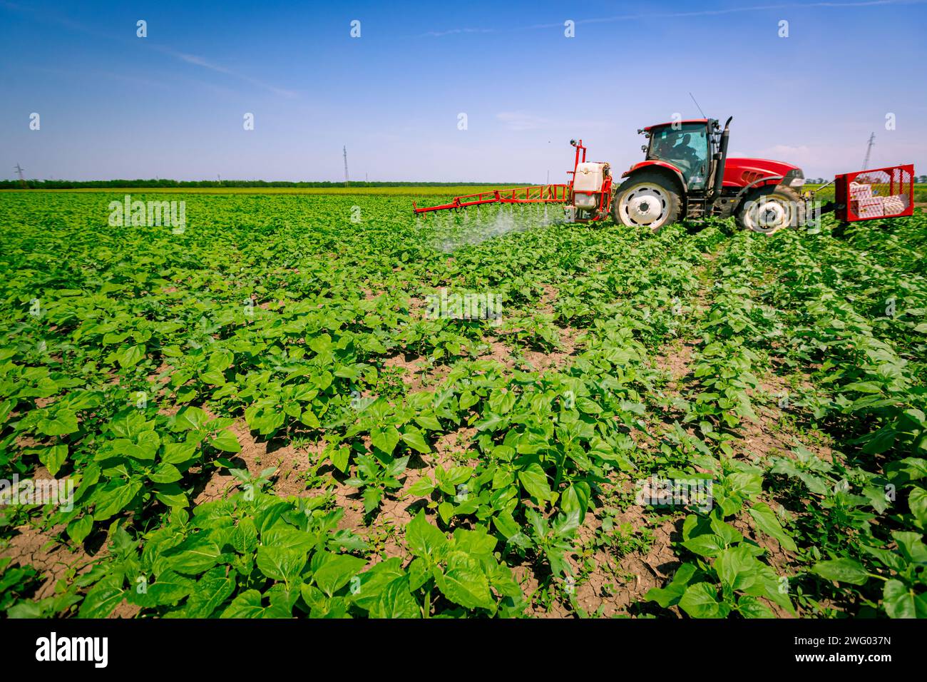 Low angle view, tractor is spraying big endless farmland of young ...