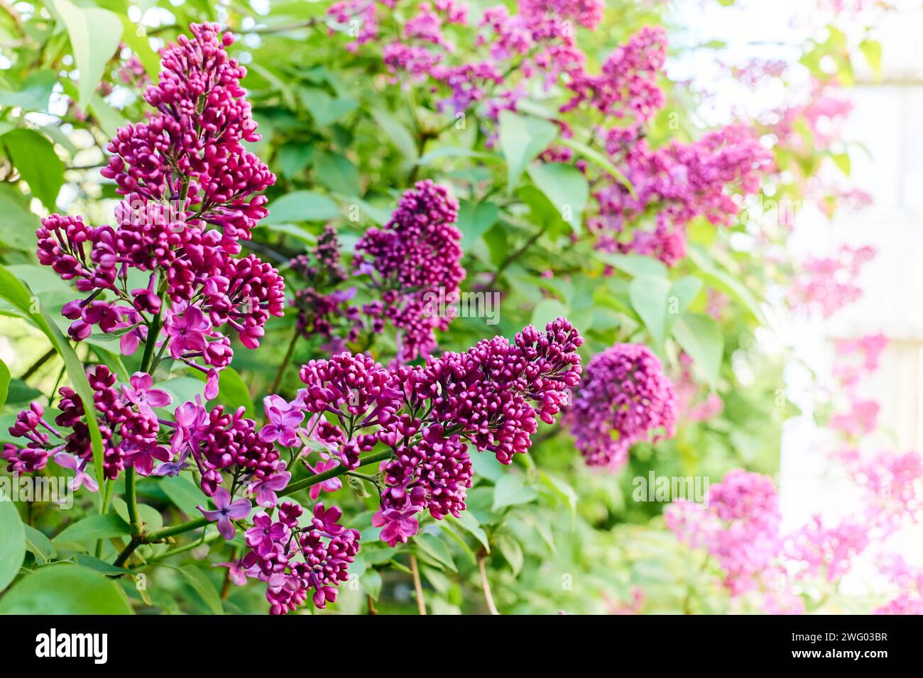 Delicate spring dance of branches of fragrant lilac Stock Photo - Alamy