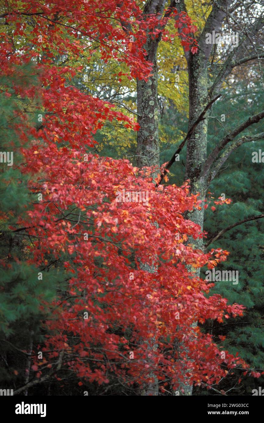 red maple, Acer rubrum, in fall colors, Smokey Mountain National Park ...