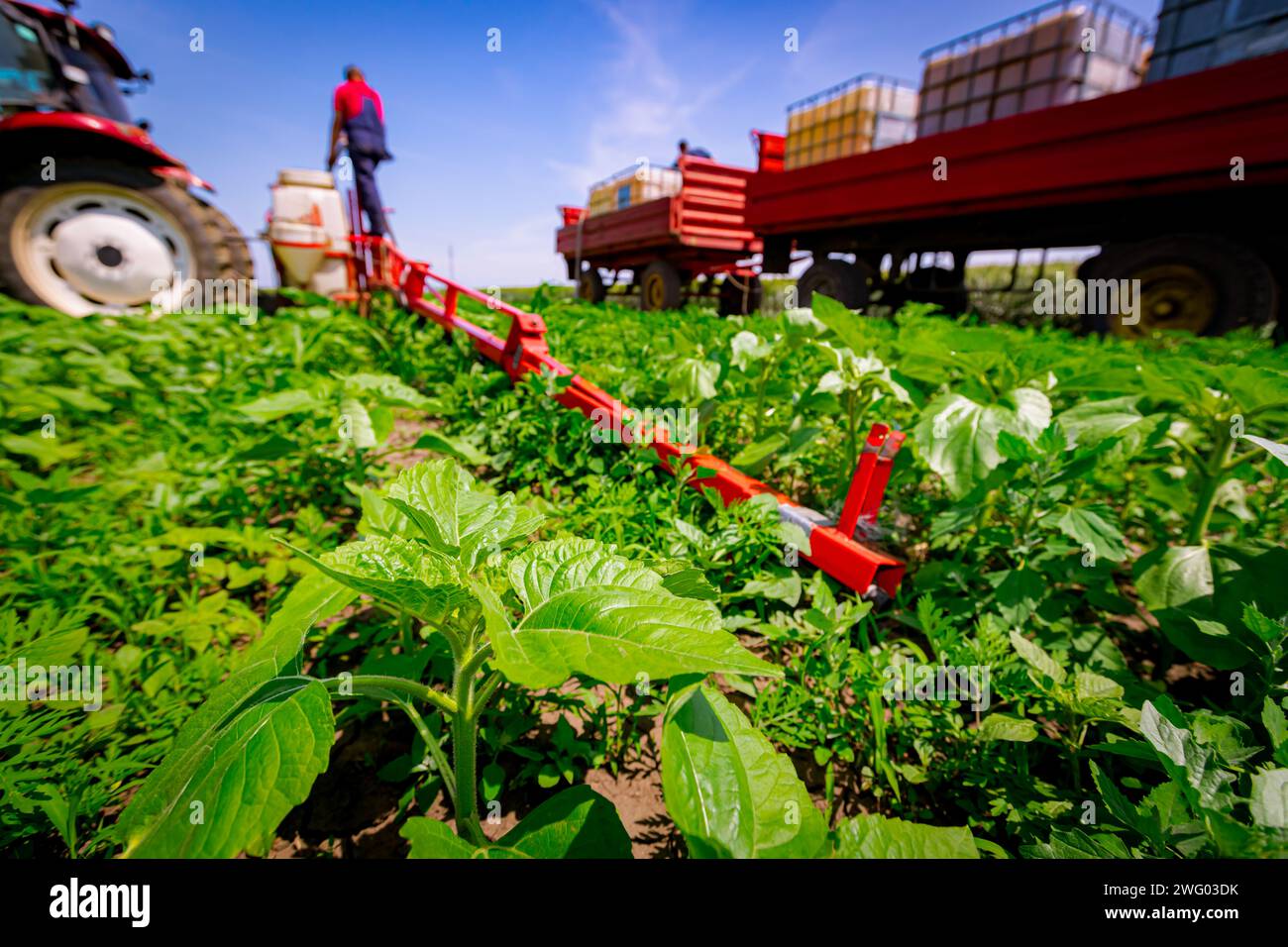 Farmer preparing mixing chemicals hi-res stock photography and images ...