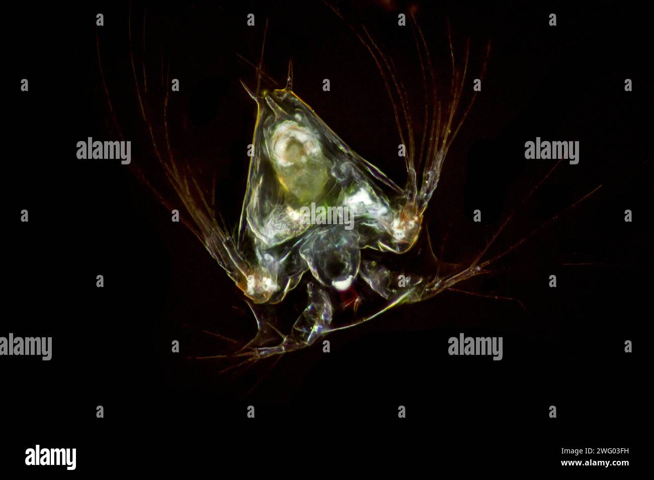 Barnacle plankton hi-res stock photography and images - Alamy