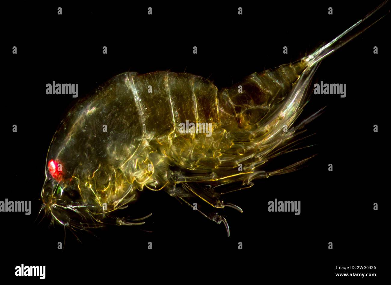 Benthic copepod hi-res stock photography and images - Alamy