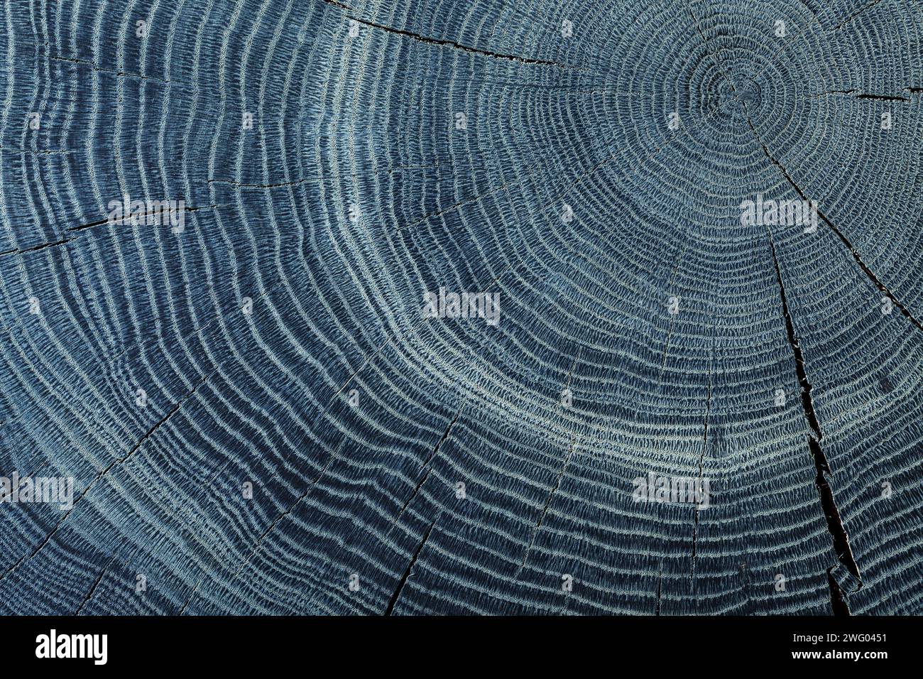 View On Cross Cut Section Of Blue Oak Trunk Stock Photo - Alamy