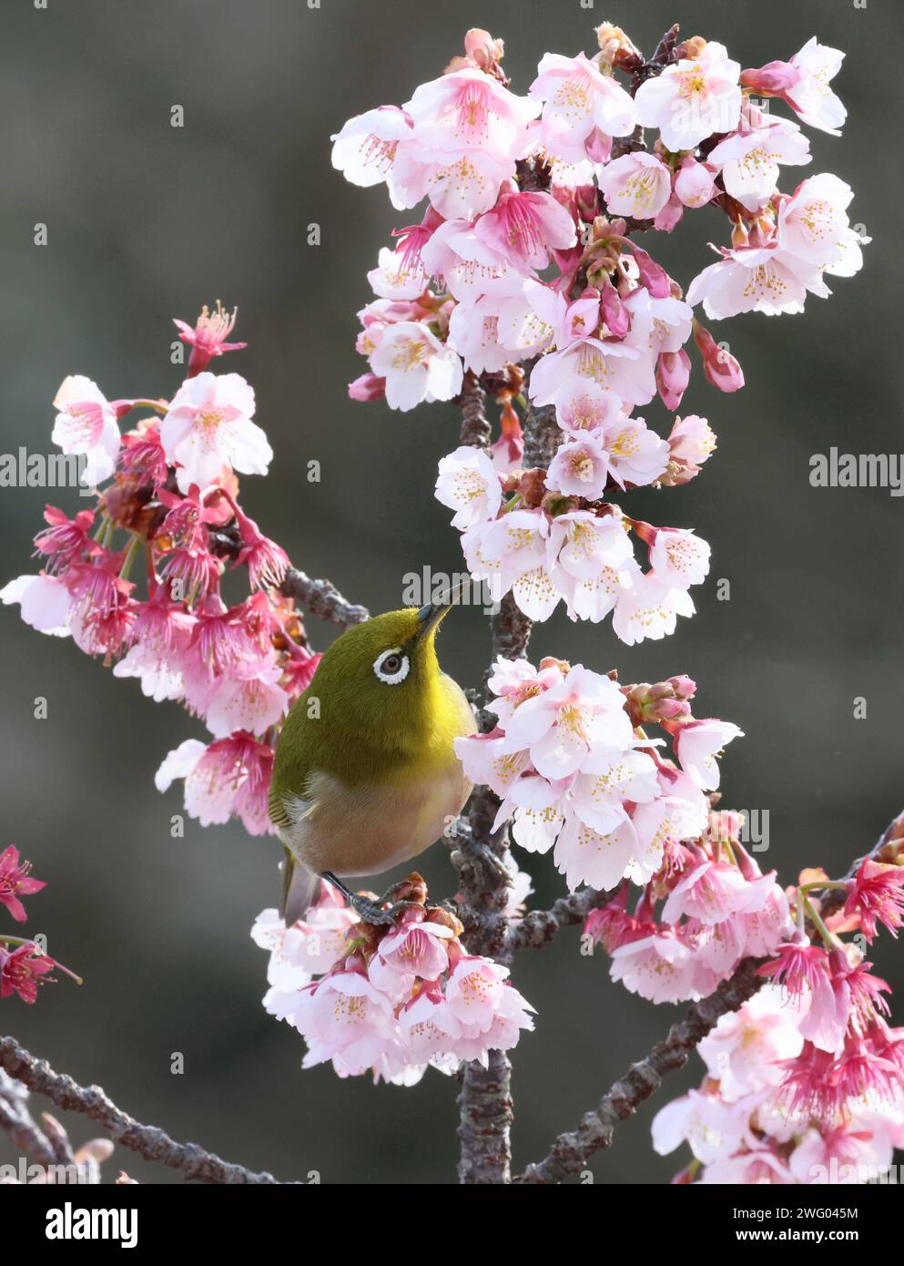 Mountain white-eye (warbling white-eye, Zosterops japonicus, Japanese ...