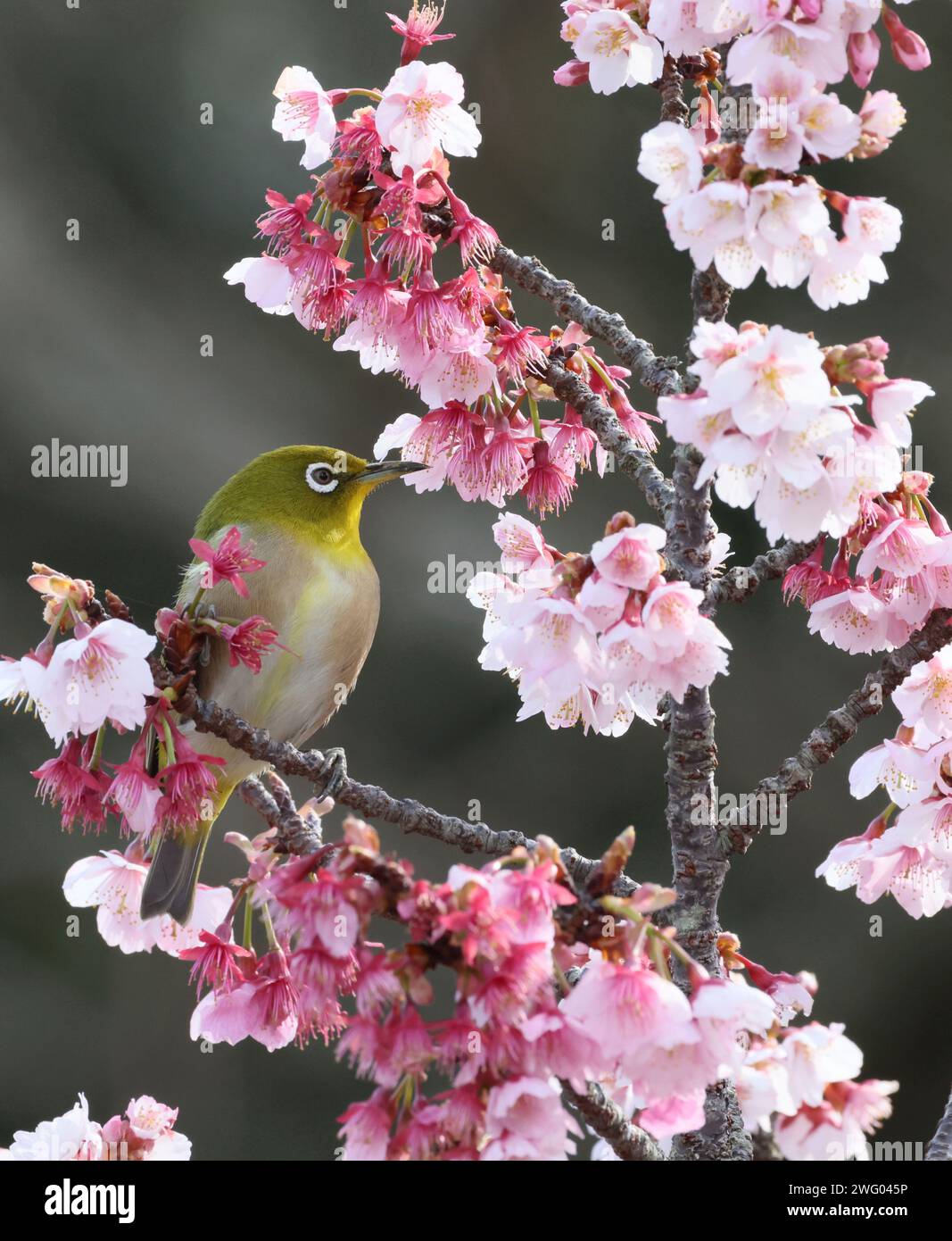 Mountain white-eye (warbling white-eye, Zosterops japonicus, Japanese ...