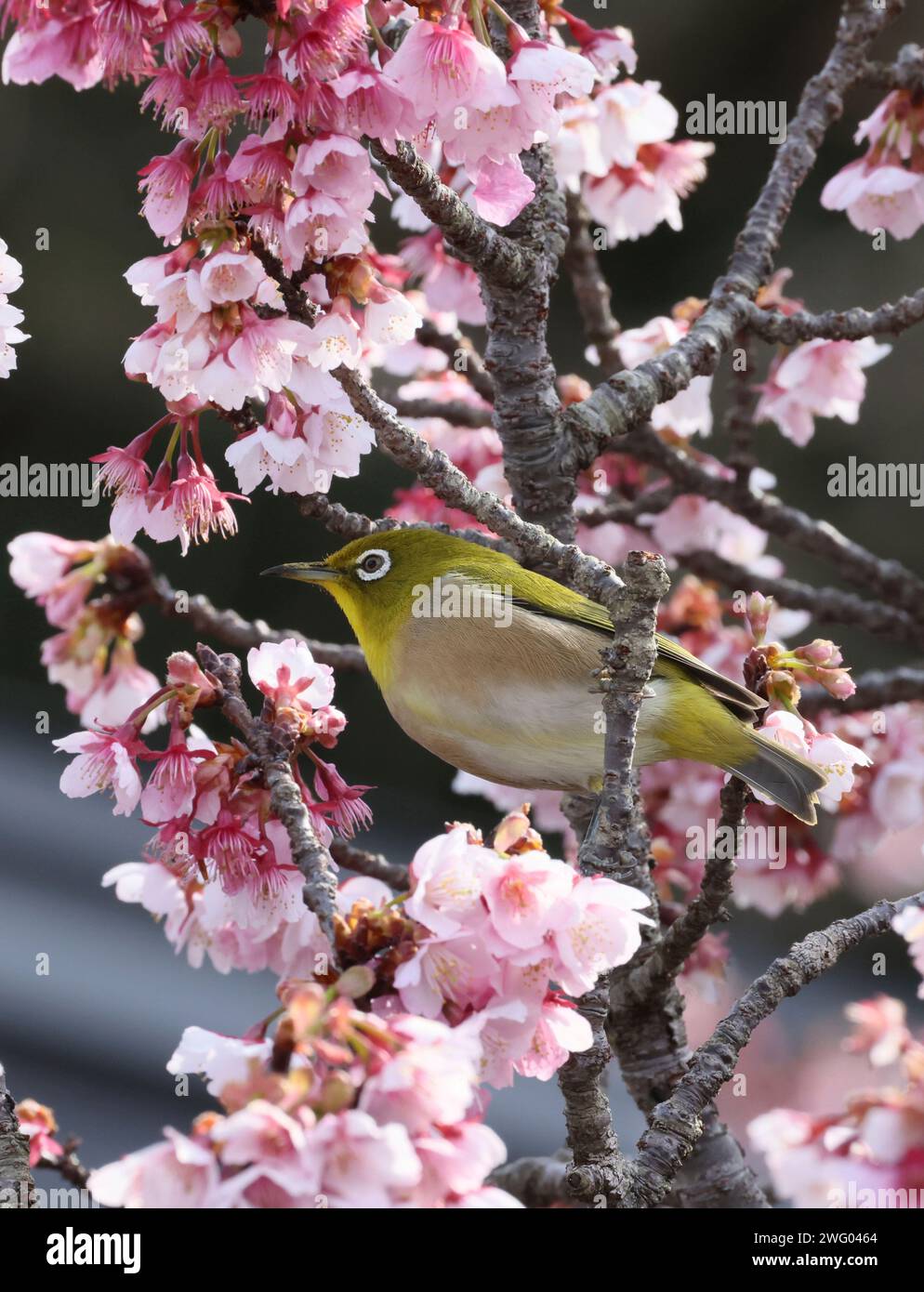 Mountain white-eye (warbling white-eye, Zosterops japonicus, Japanese ...
