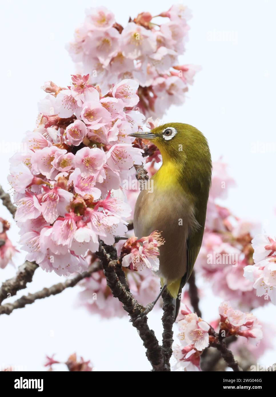Mountain white-eye (warbling white-eye, Zosterops japonicus, Japanese ...