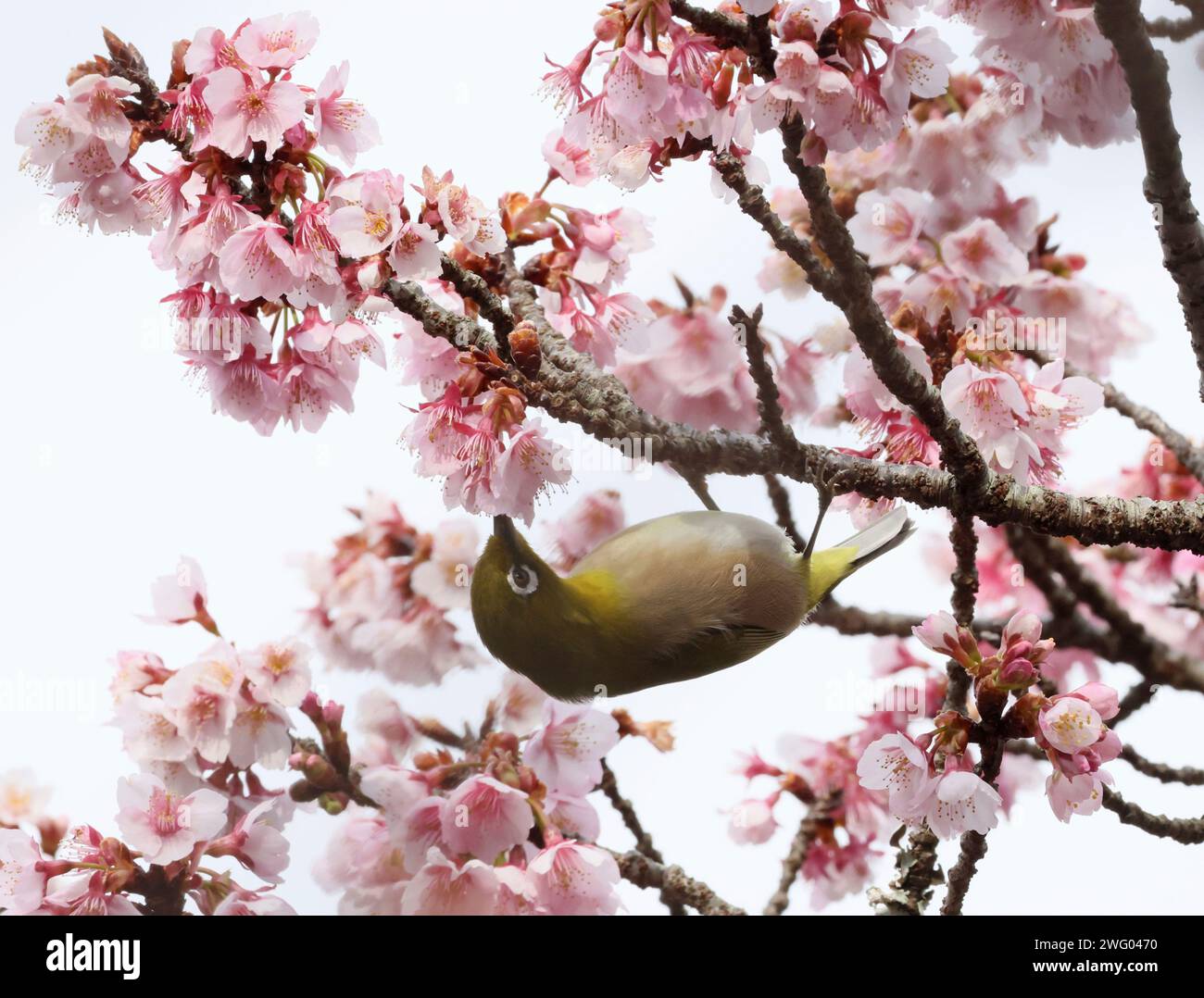 Mountain white-eye (warbling white-eye, Zosterops japonicus, Japanese ...