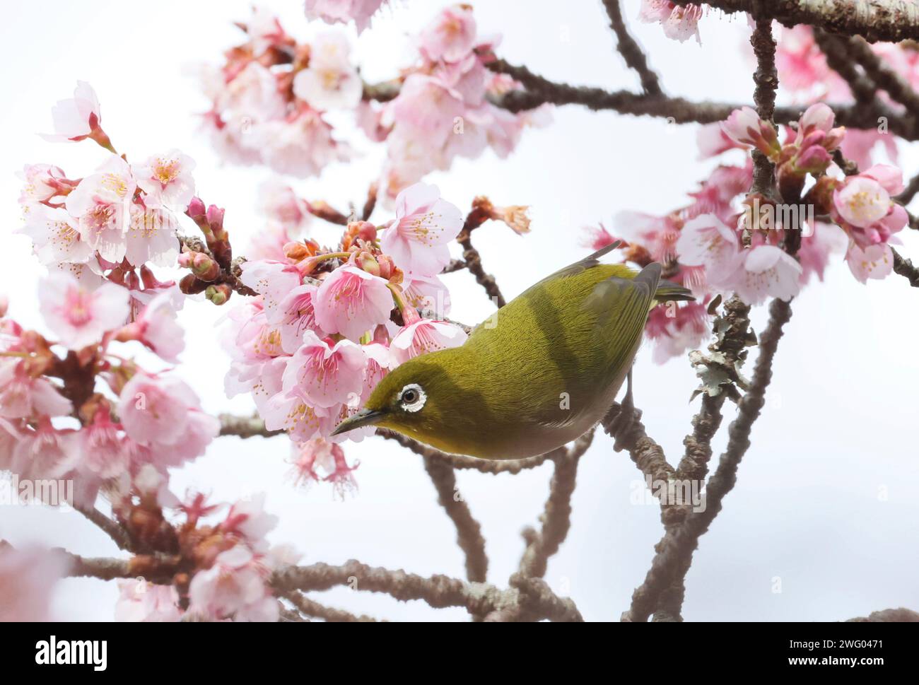 Mountain white-eye (warbling white-eye, Zosterops japonicus, Japanese ...