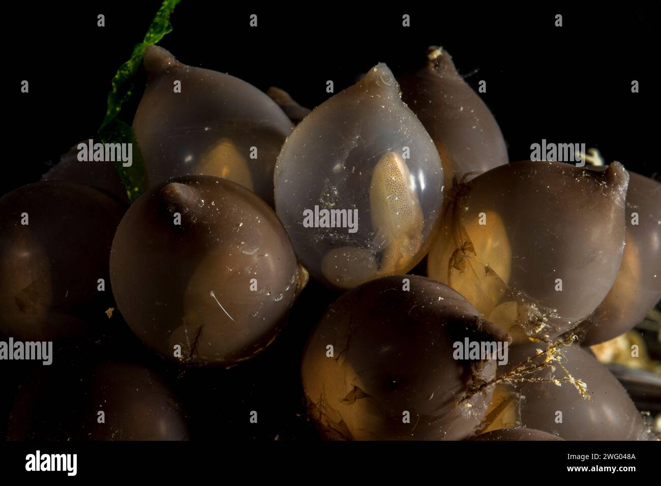 Cephalopod eggs hi-res stock photography and images - Alamy