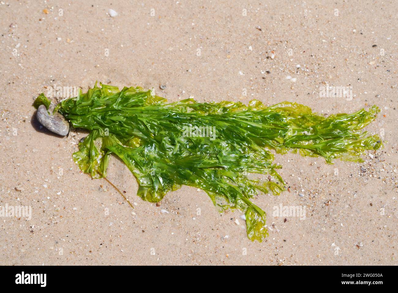Close Up of seaweed (marine algae) washed up on the beach, Adelaide ...