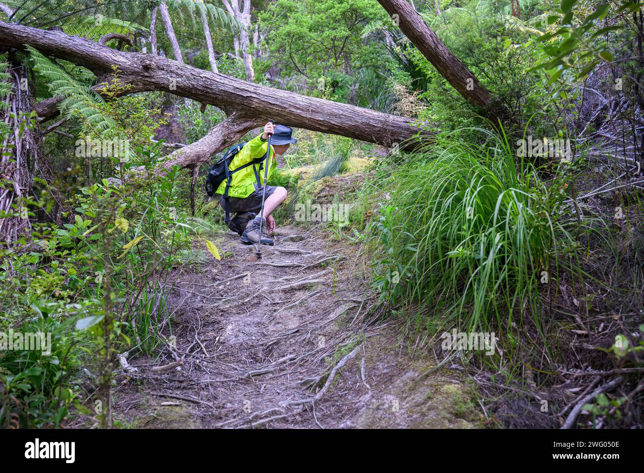 Man walking under the fallen tree at Kauri Point Centennial loop track ...