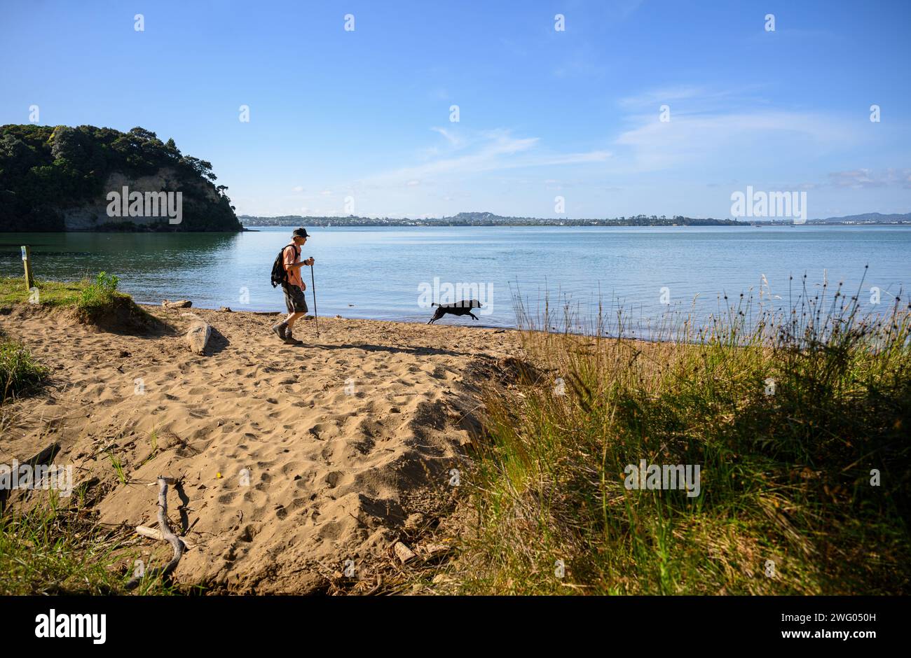 Kauri point centennial loop track hi-res stock photography and images ...