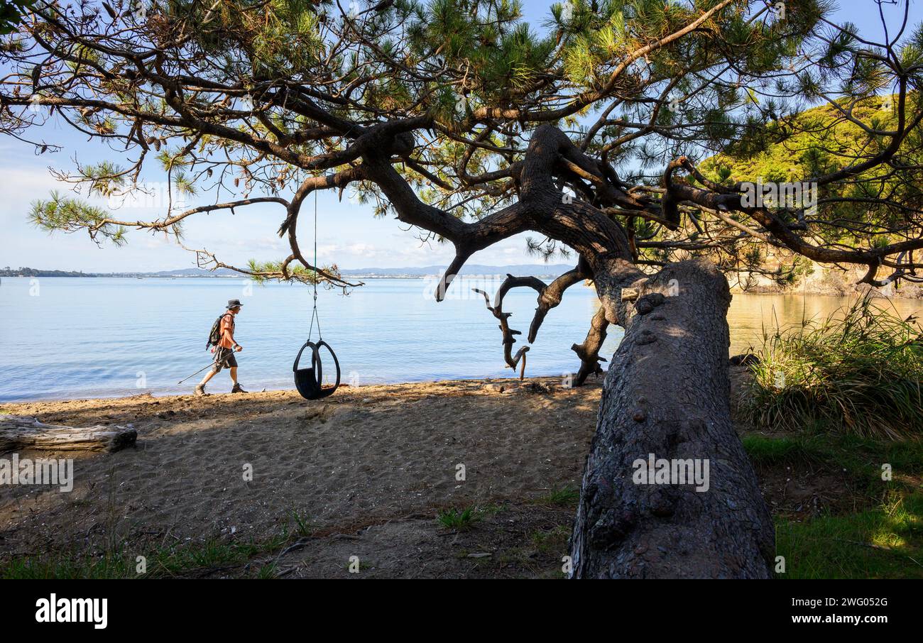 Kauri point centennial loop track hi-res stock photography and images ...