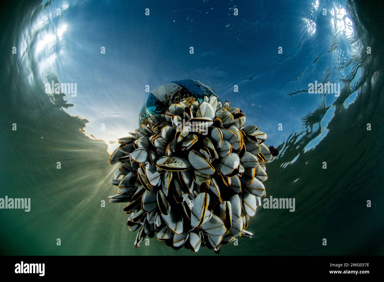 Common goose barnacles hi-res stock photography and images - Alamy