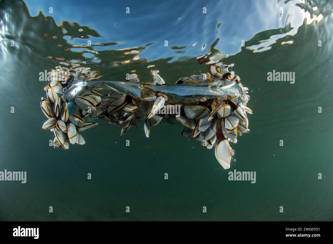 Common goose barnacles hi-res stock photography and images - Alamy