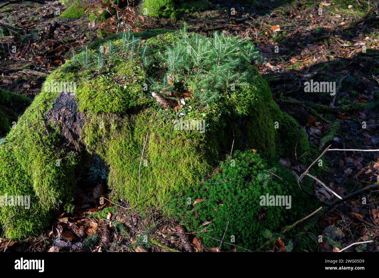 kleine Fichten wachsen aus einem Baumstumpf im Ebersberger Forst im ...