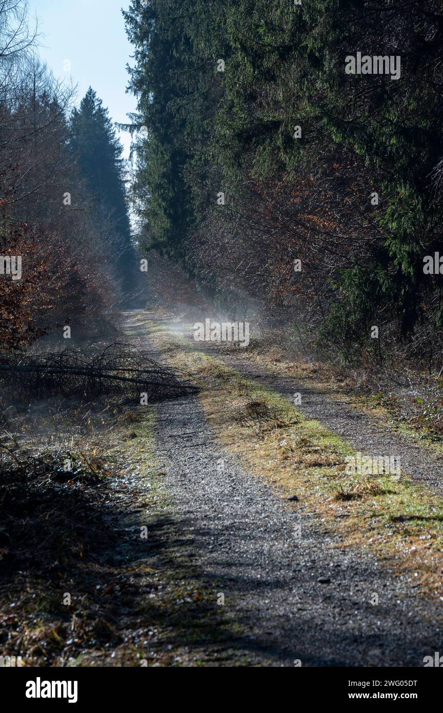 Wald-Forstweg im Ebersberger Forst im Januar *** Forest Forest path in ...