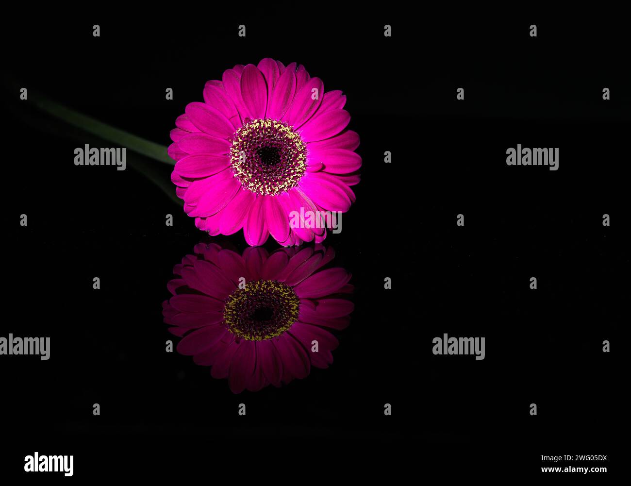 Crimson circle hi-res stock photography and images - Alamy