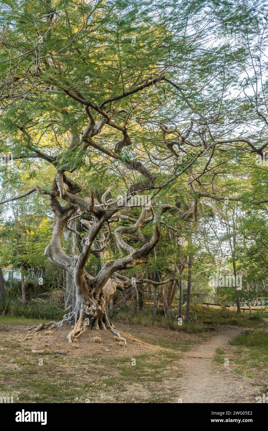 Old gnarled twisty tree along a path Stock Photo - Alamy