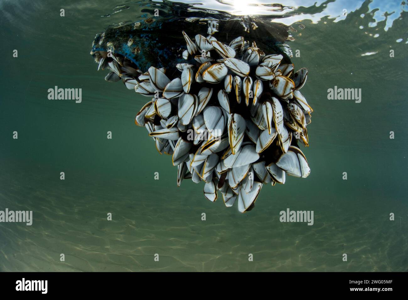 Common goose barnacles hi-res stock photography and images - Alamy