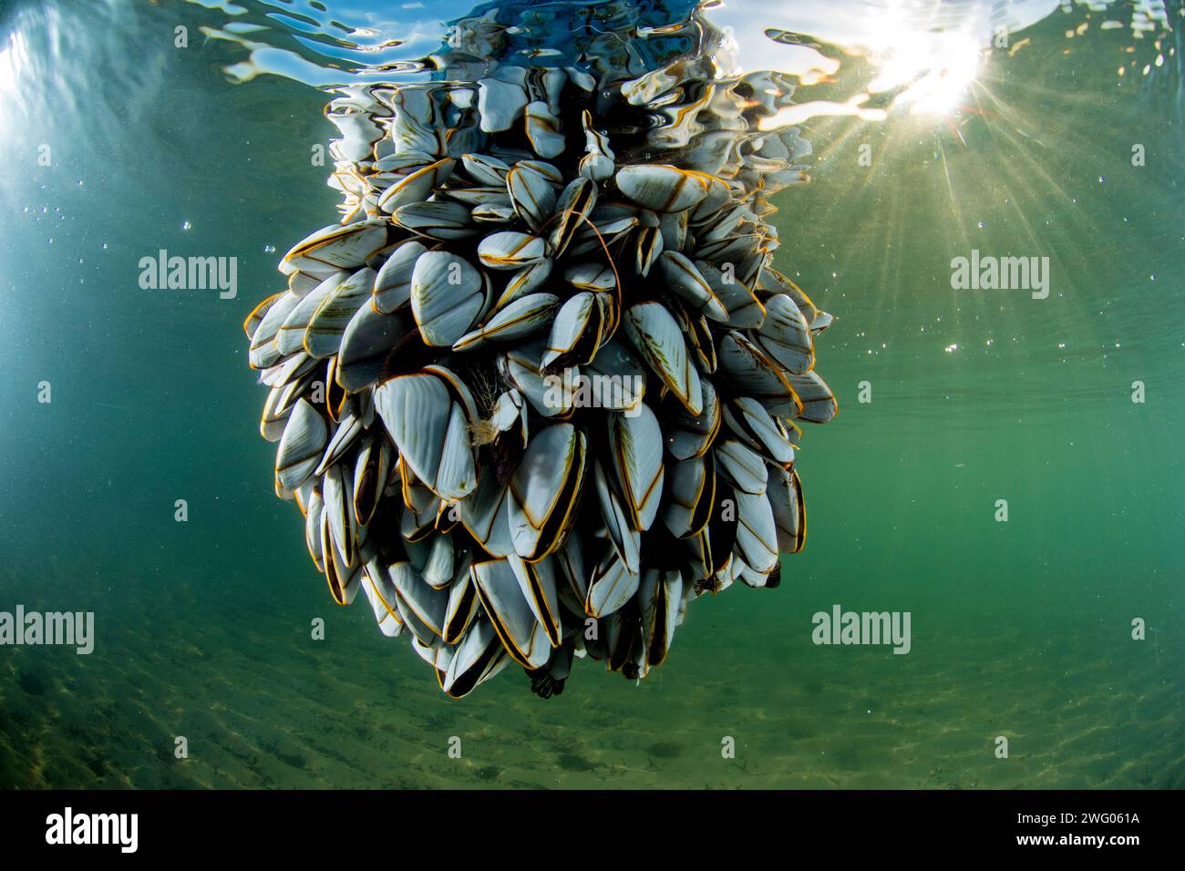 Common goose barnacles hi-res stock photography and images - Alamy