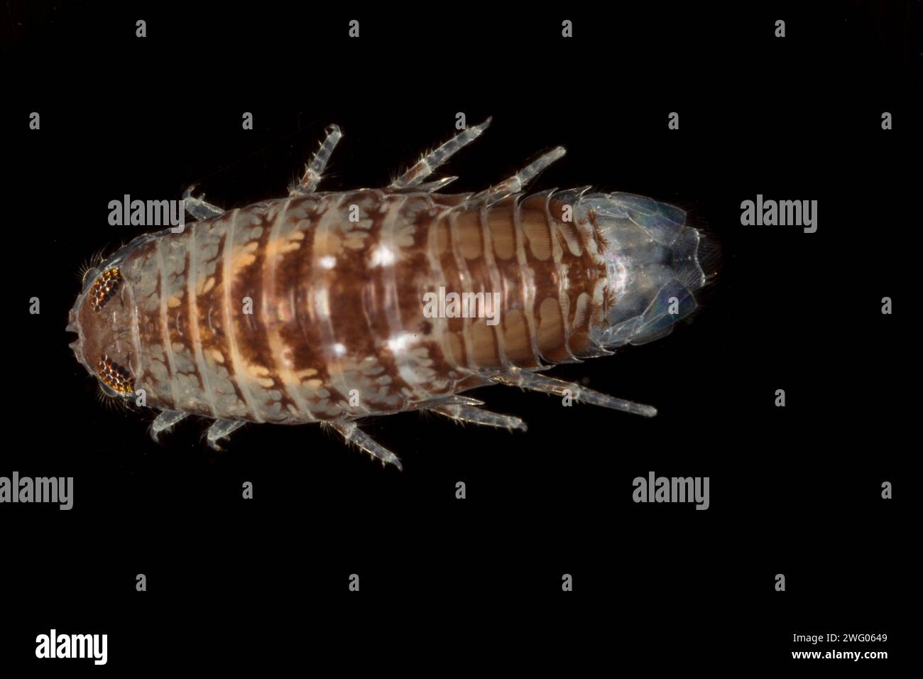 Marine isopod hi-res stock photography and images - Alamy