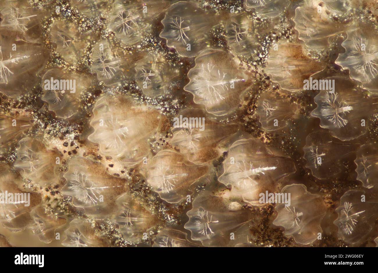 Shark scales hi-res stock photography and images - Alamy