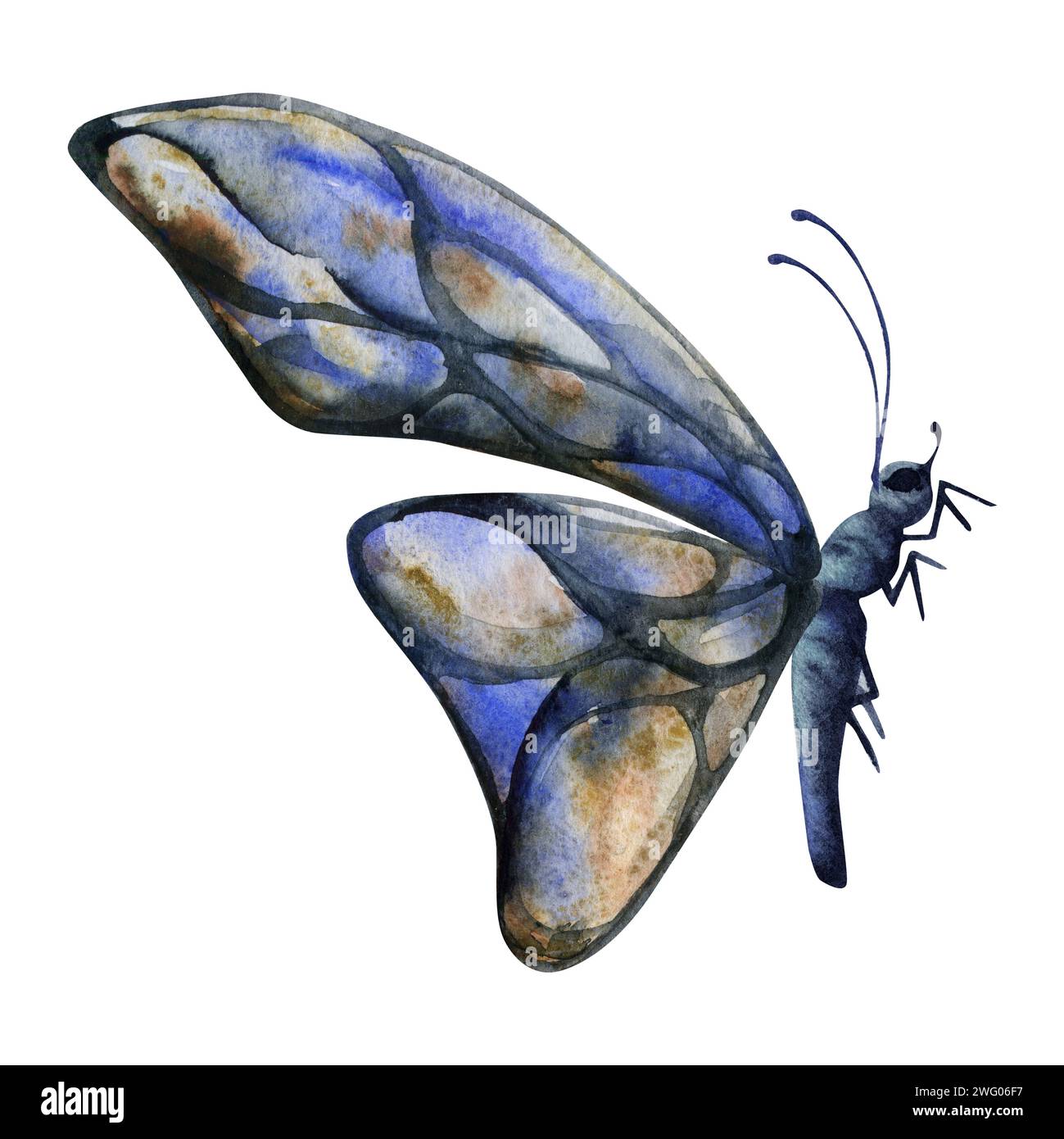 Hand drawn watercolor illustration butterfly fairy wings gem crystal ...