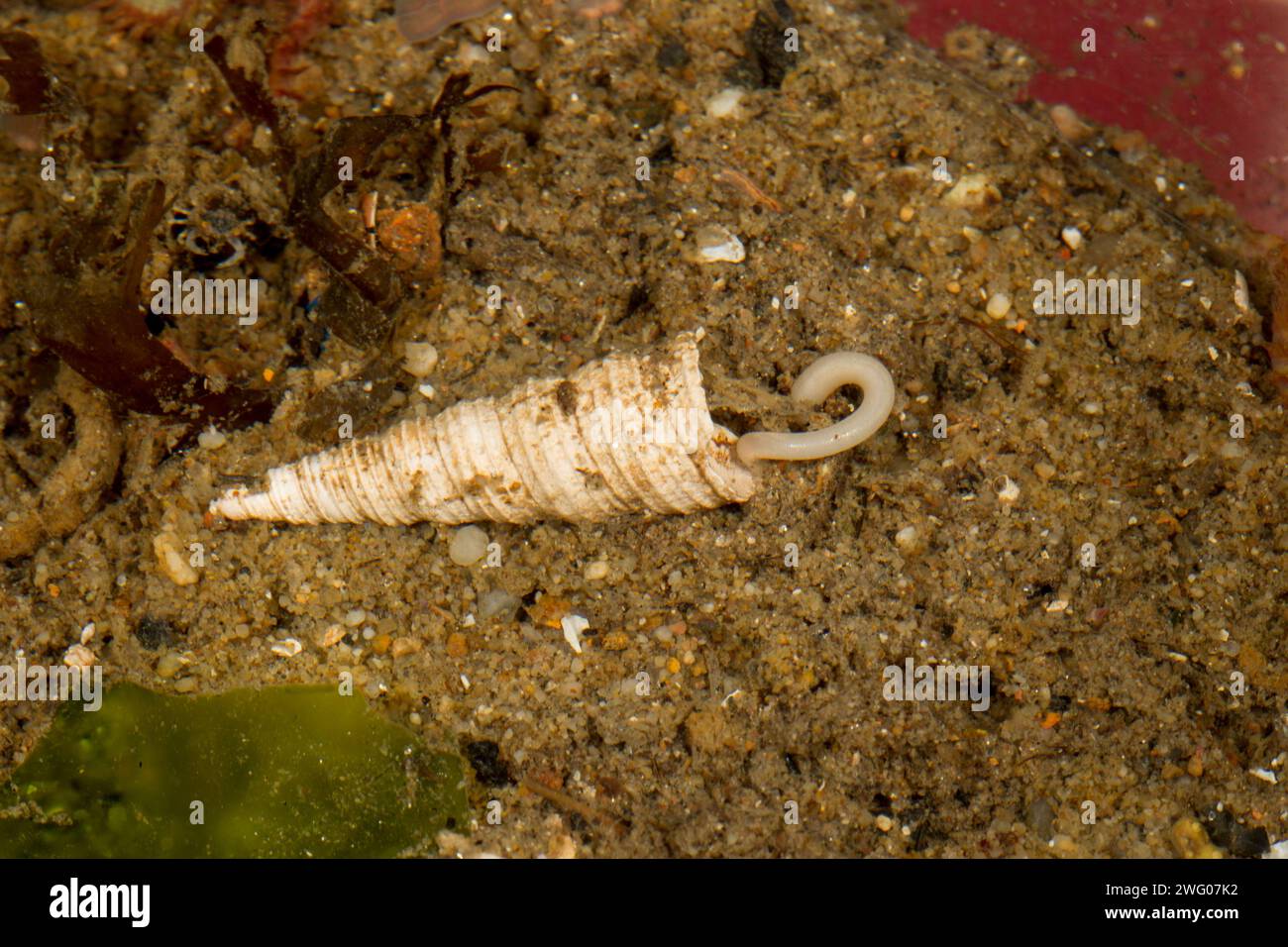 Phascolion hi-res stock photography and images - Alamy