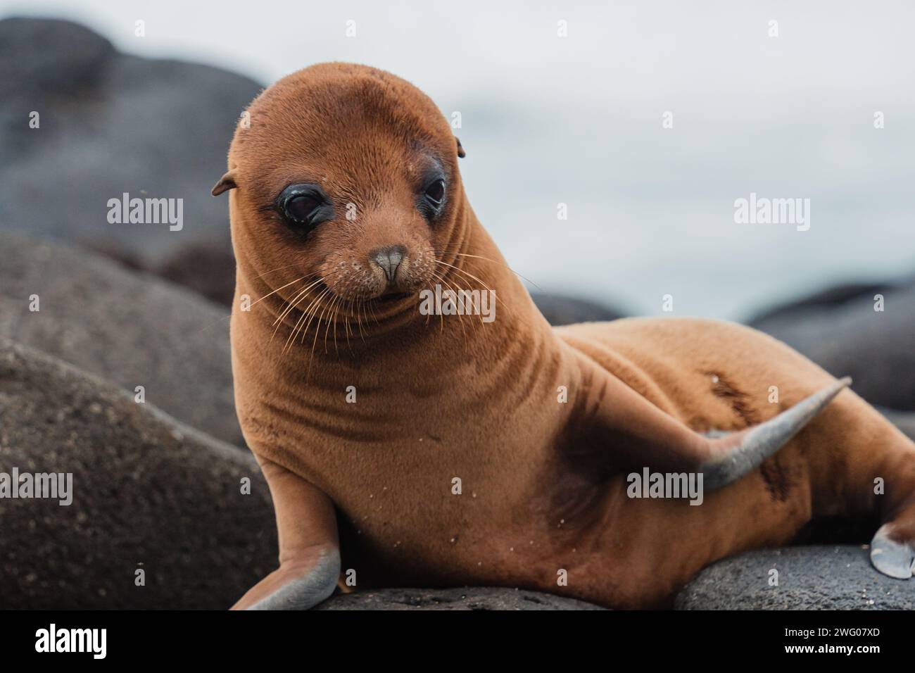 Adorable cute Galapagos Sea Lion Pup (Zalophus wollebaeki) sitting on ...