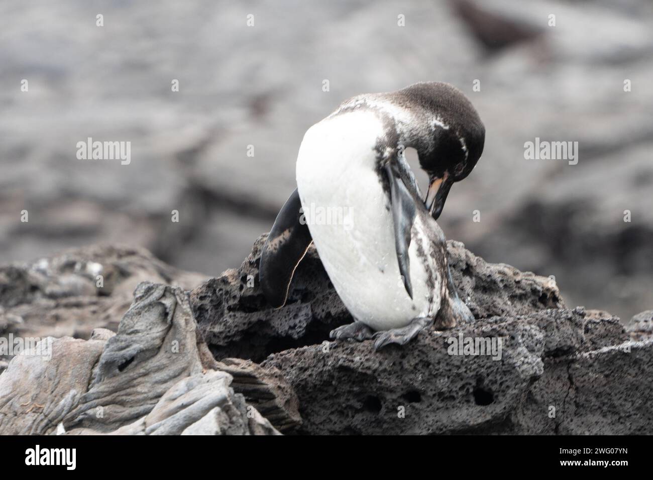Rare black penguin hi-res stock photography and images - Alamy