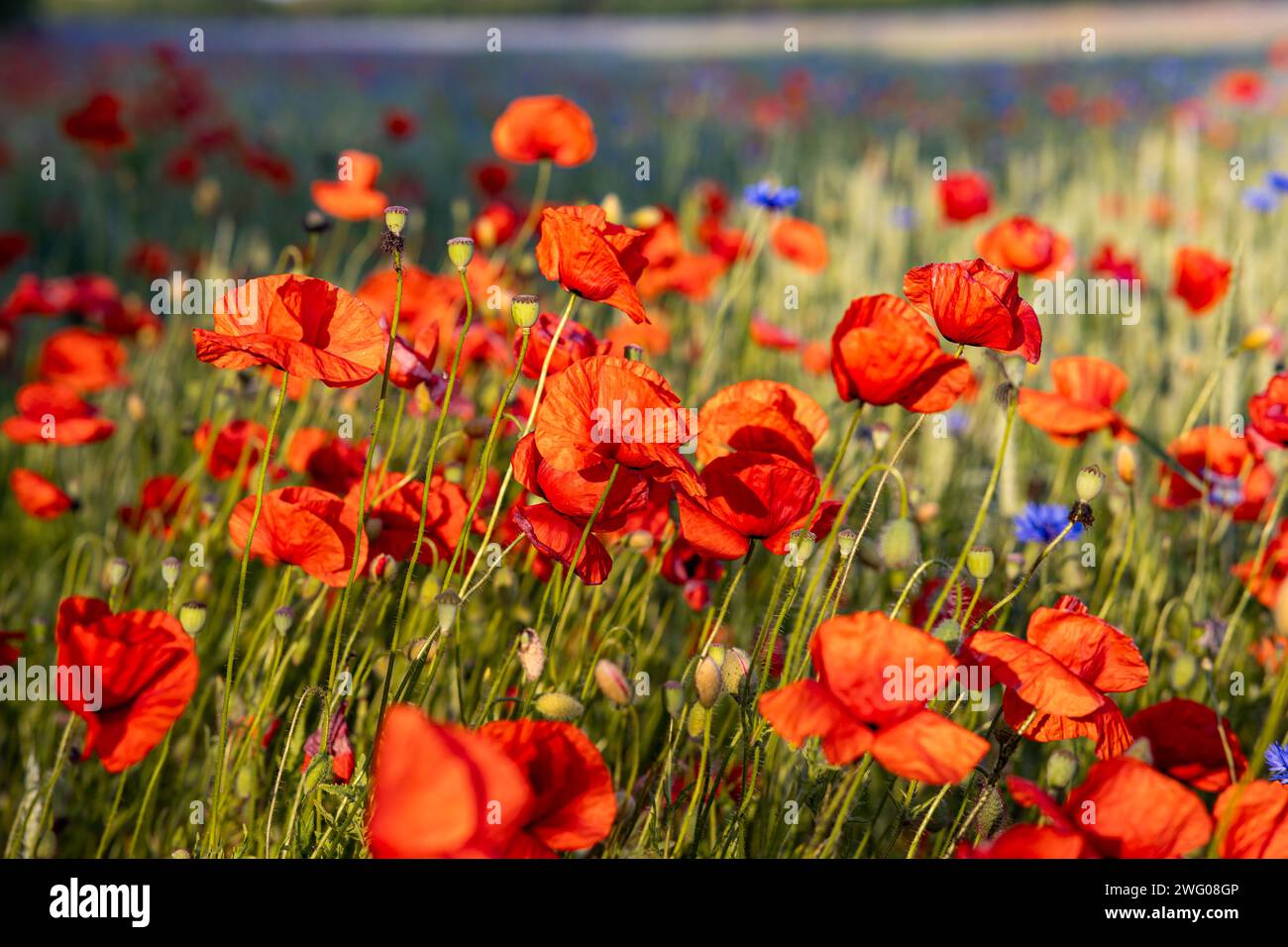 blühende Wiesen Felder biologische Landwirtschaft Stock Photo - Alamy
