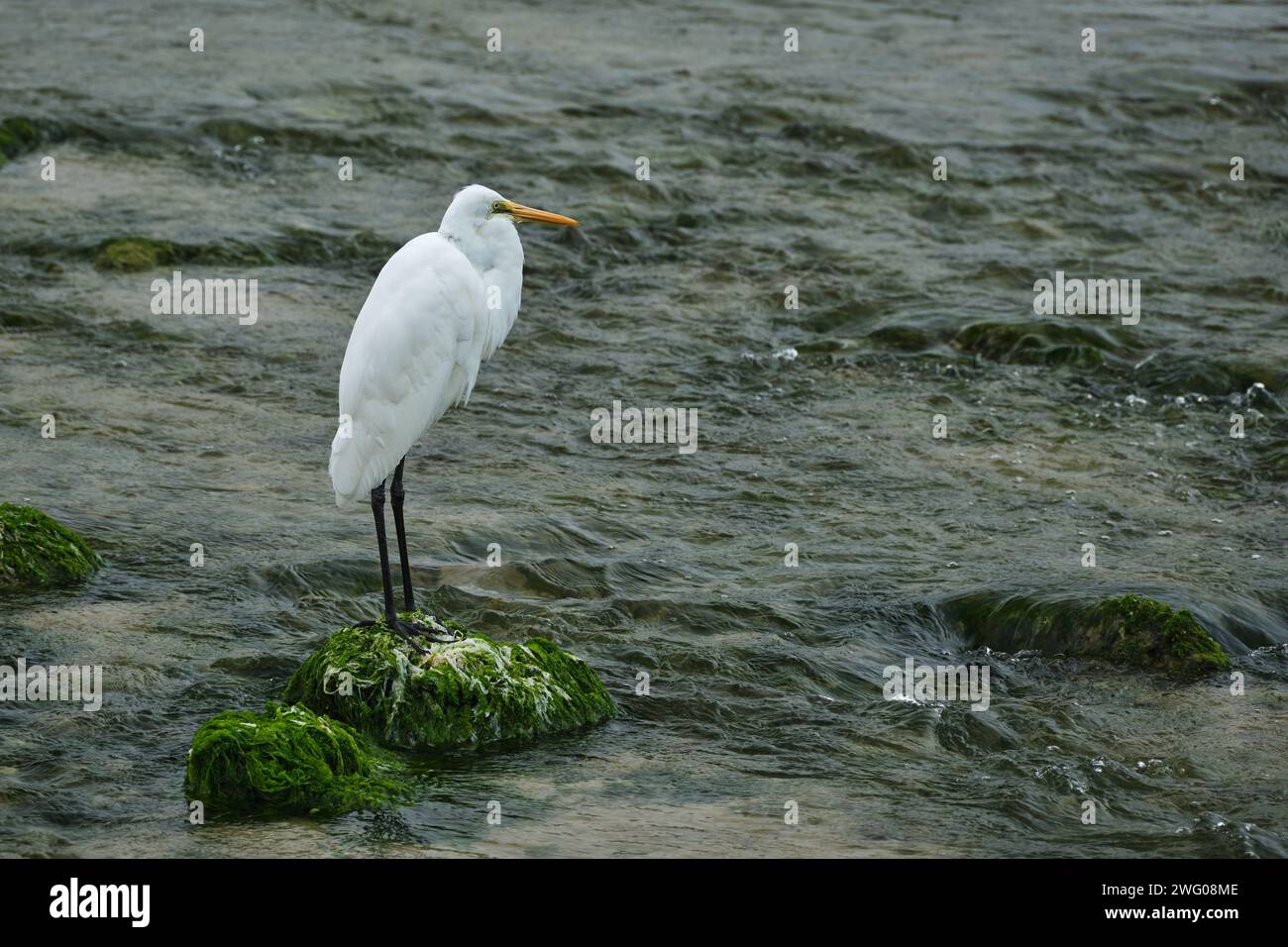 Heron egret hi-res stock photography and images - Alamy