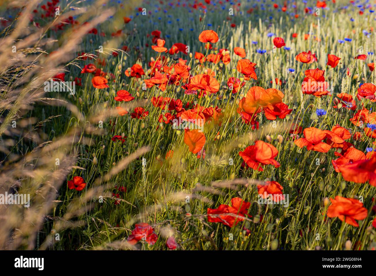 Bluhneder mohn hi-res stock photography and images - Alamy
