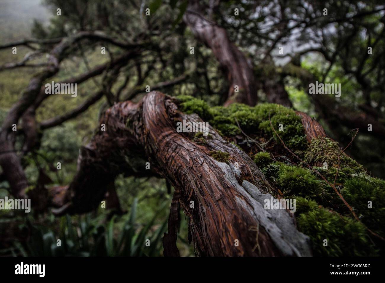 Gnarled branch hi-res stock photography and images - Alamy