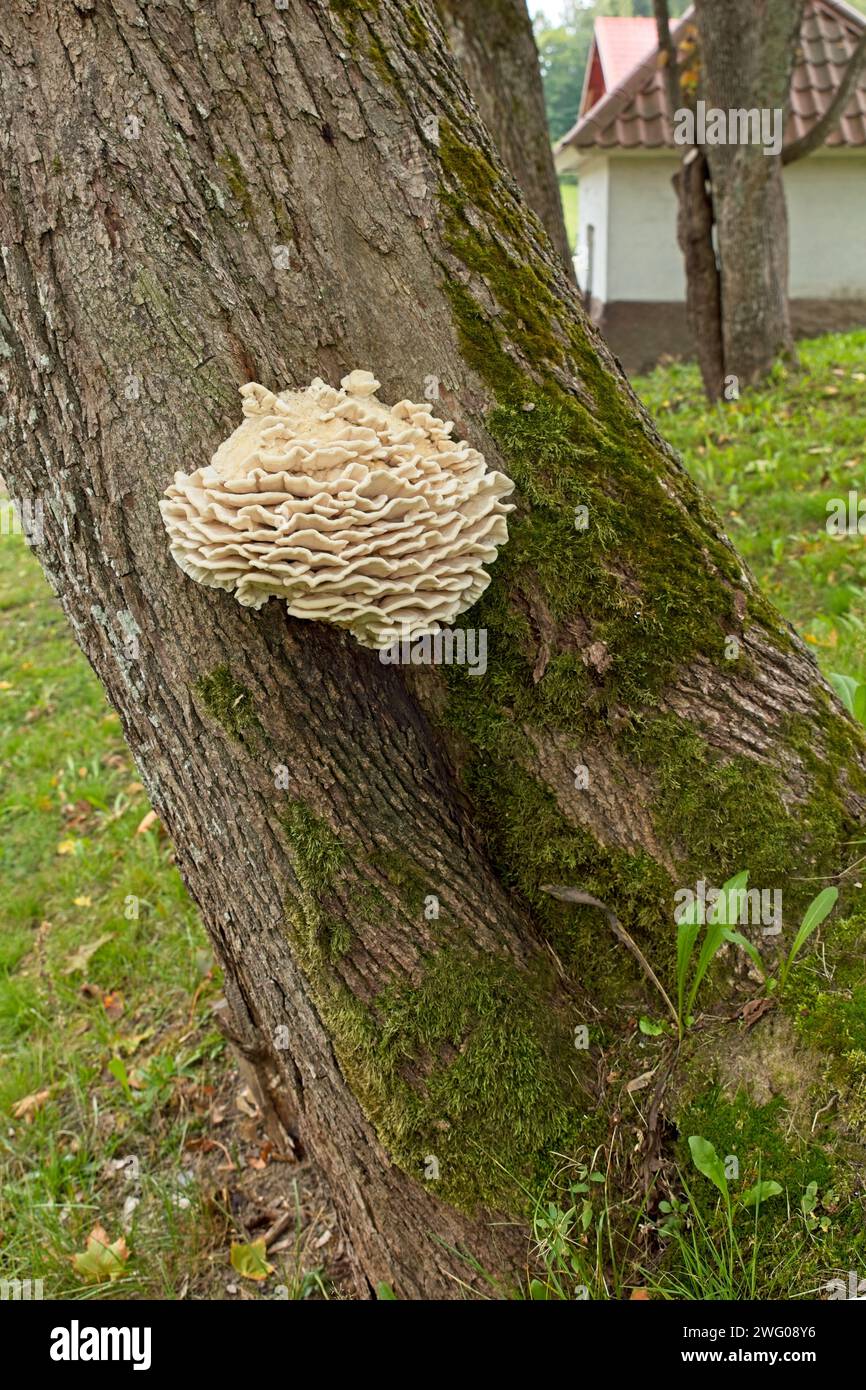 White rot mushroom hi-res stock photography and images - Alamy